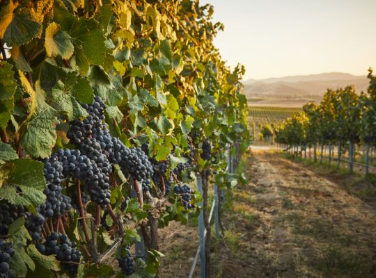 Diora Wines – Indulgence begins in the vineyard